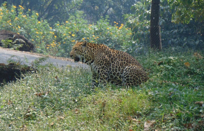 The Leopard Tiger is Cute and Speed Wildanimal in Zoology Stock Photo ...