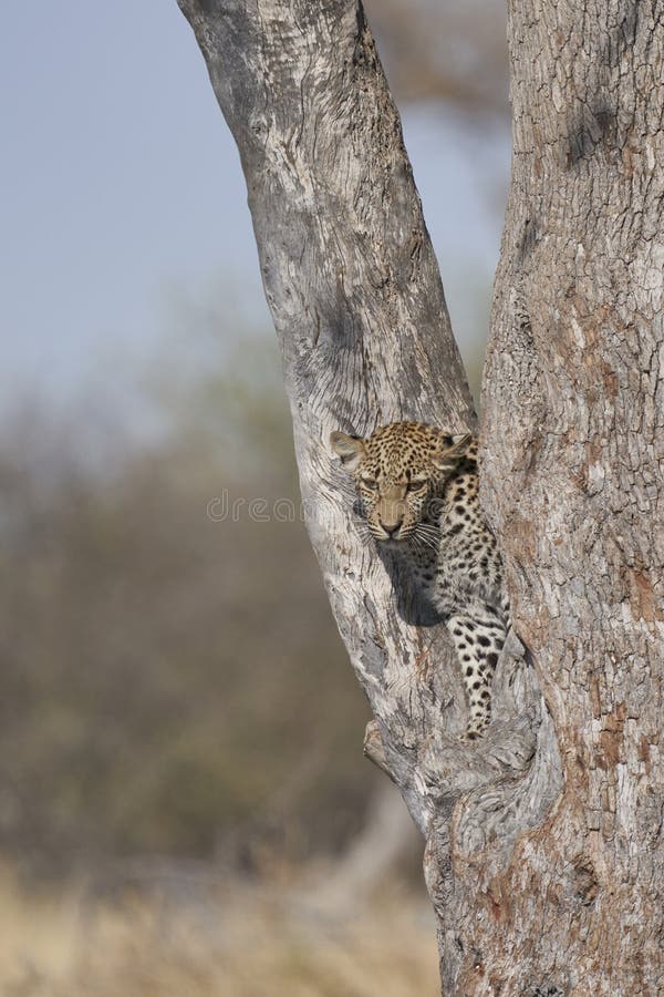 Leopard in To a Tree in Etosha National Park, Namibia Stock Image ...