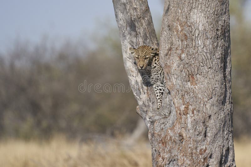 Leopard in To a Tree in Etosha National Park, Namibia Stock Image ...