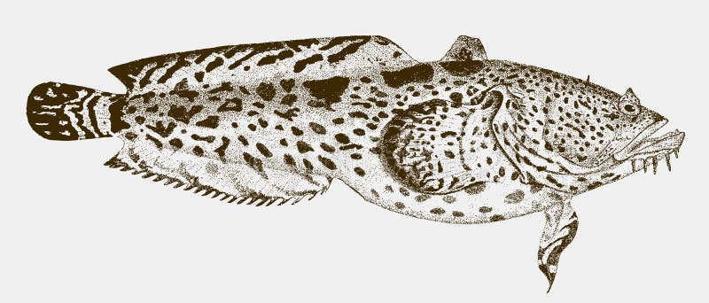 Toadfish Stock Illustrations – 53 Toadfish Stock Illustrations, Vectors ...