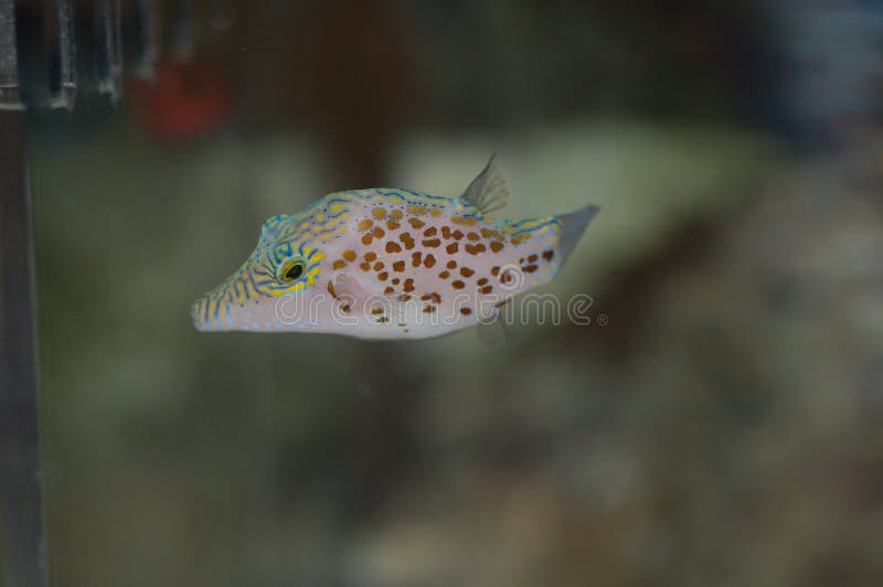 Canthigaster Leopard Stock Photos - Free & Royalty-Free Stock Photos ...