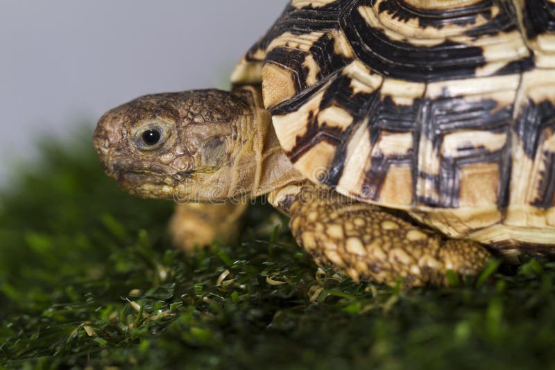 Eastern Box Turtle stock image. Image of animal, eastern - 8133115
