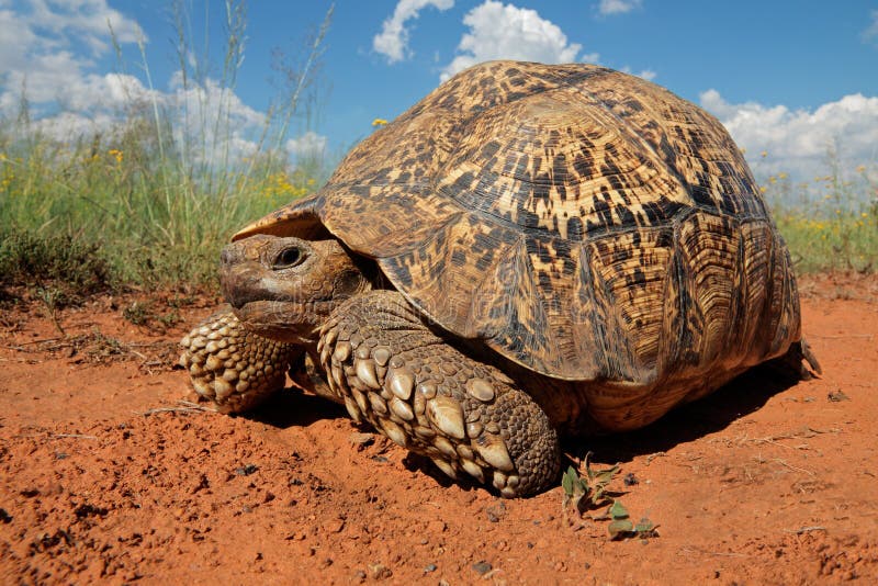 Leopard tortoise stock image. Image of southern, animal - 24645013