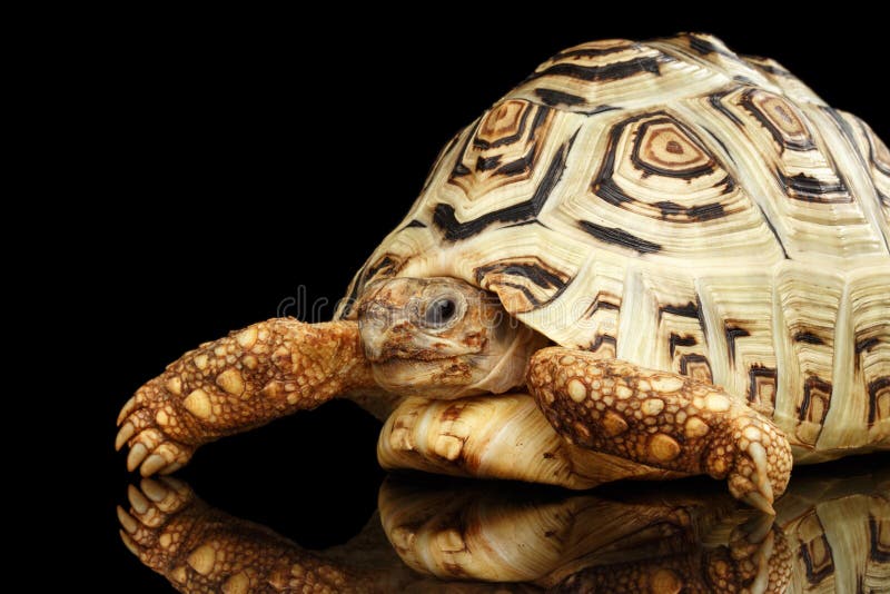 Leopard Tortoise Shell