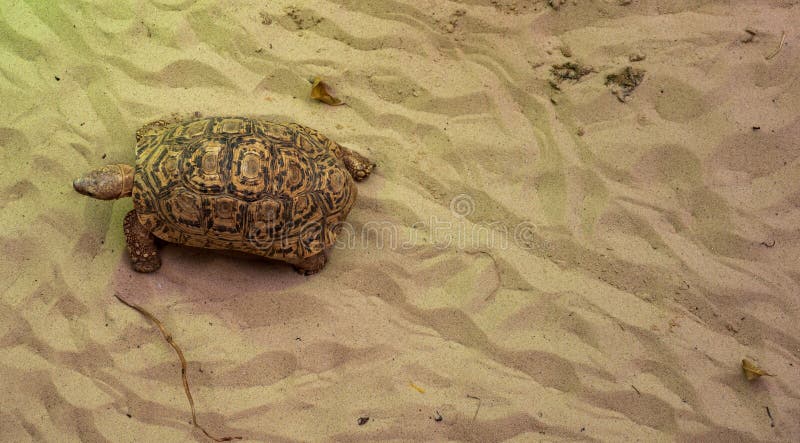 Leopard Tortoise Basks on Sand Stock Photo - Image of wild, tortoise ...