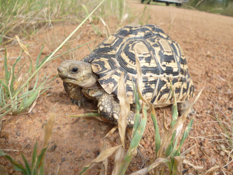 Leopard tortoise stock image. Image of reptile, leopard - 93807985