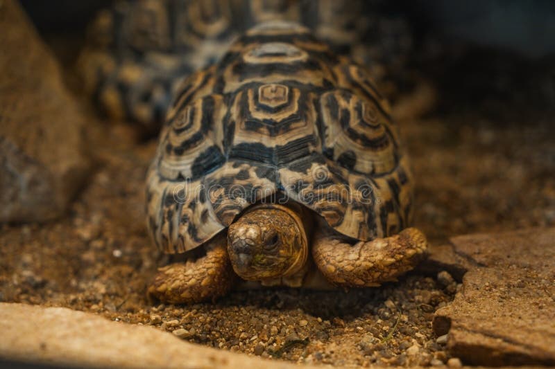 A Leopard Tortoise is Captured in a Low-angle View, Sitting on Textured ...