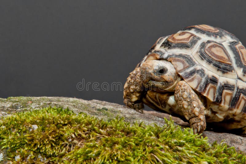 Acute Leopard Tortoise Stock Photos - Free & Royalty-Free Stock Photos ...
