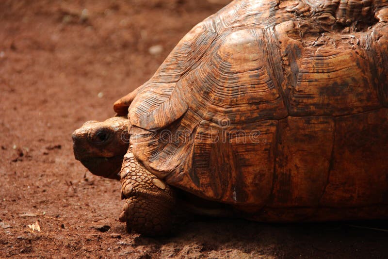 Damaged Shell of a Turtle that Walks on Gravel Stock Photo - Image of ...