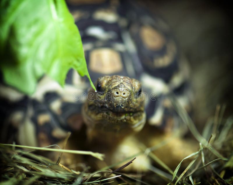 Leopard Tortoise (Geochelone Pardalis) Stock Image - Image of close ...
