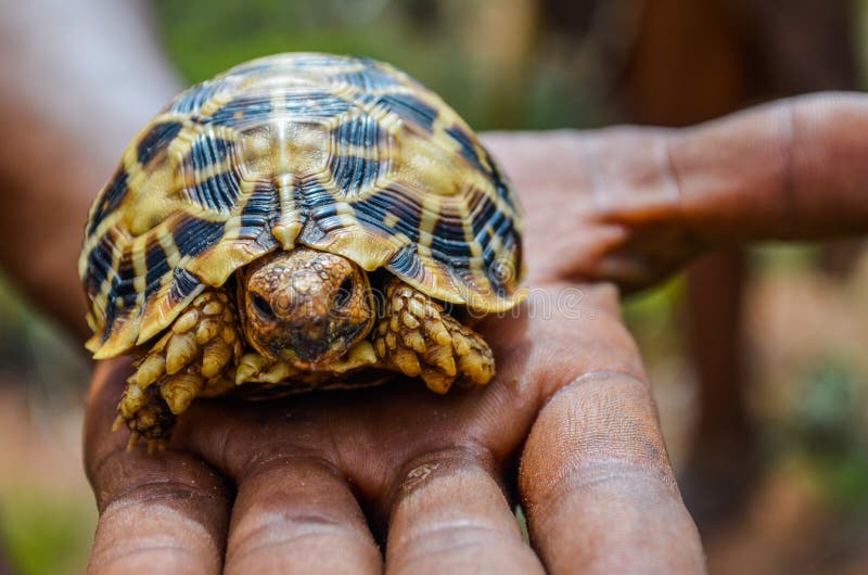 Leopard tortoise in hand stock photo. Image of tortoise - 58230610