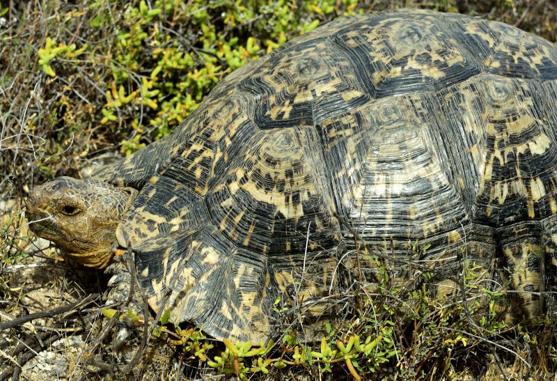 A Leopard Tortoise is Large and Found in the Savannas of Eastern and ...