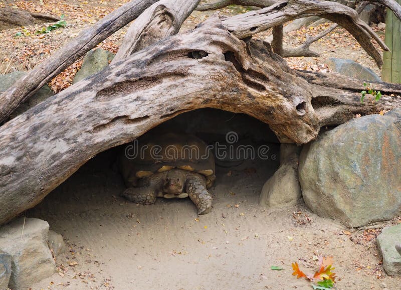 540 Hiding Tortoise Stock Photos - Free & Royalty-Free Stock Photos ...