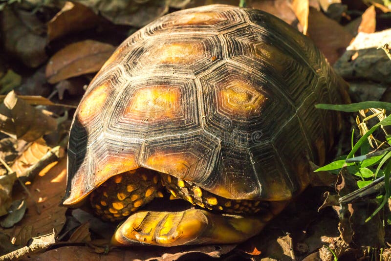Hiding tortoise stock image. Image of claw, full, asian - 22292047