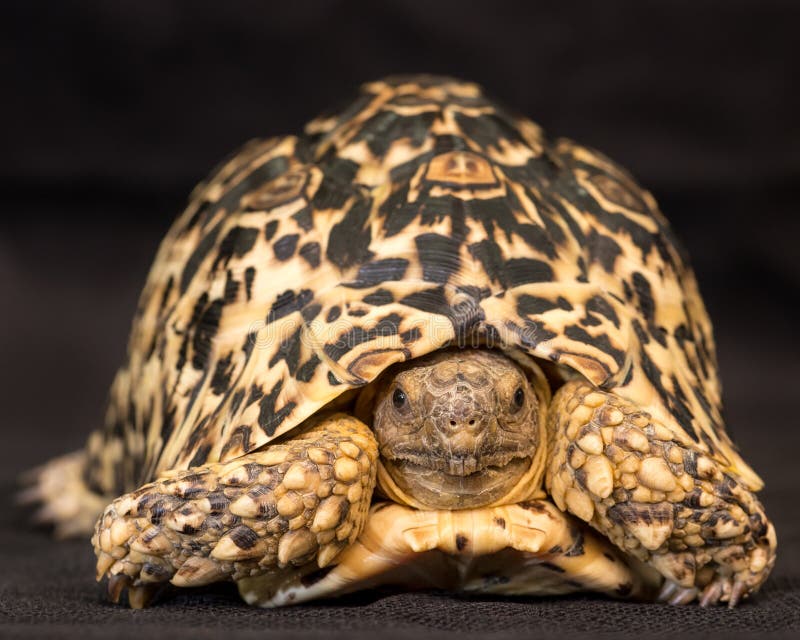 Leopard tortoise baby stock photo. Image of hatchling - 36014312