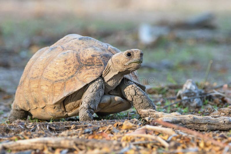 The Leopard Tortoise (Stigmochelys Pardalis), Namibia, Africa Stock ...