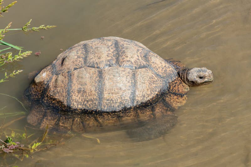 Leopard Tortoise (Stigmochelys Pardalis) Wallowing in a River Stock ...