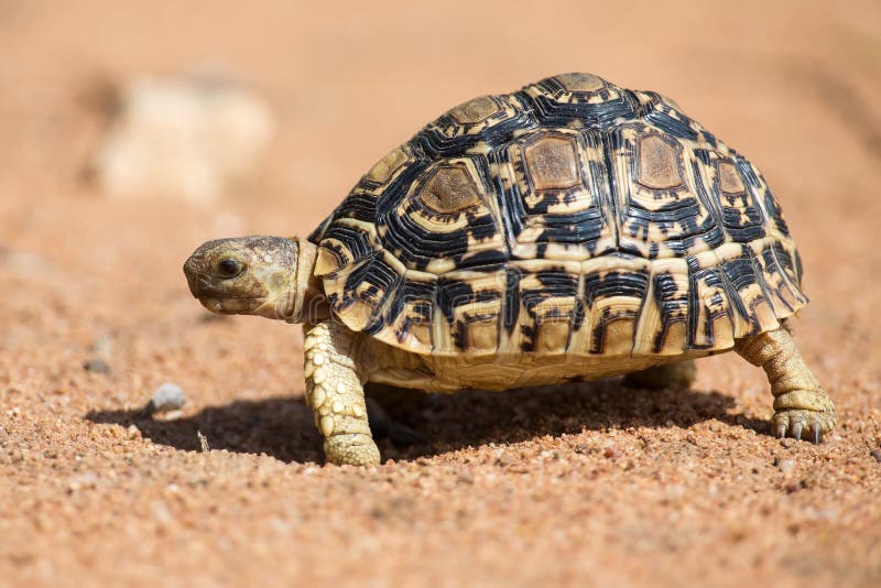 Leopard Tortoise Walking Slowly on Sand with Protective Shell Stock ...