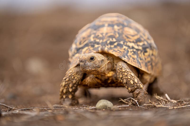 Leopard Tortoise Walks Across Savannah Near Pebble Stock Photo - Image ...