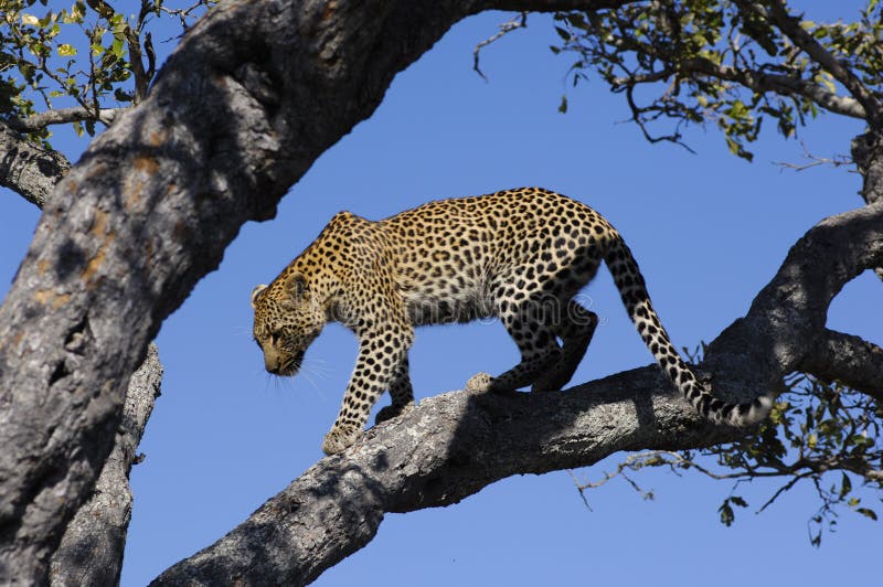 Leopard on a tree stock image. Image of nature, pachyderm - 10996227