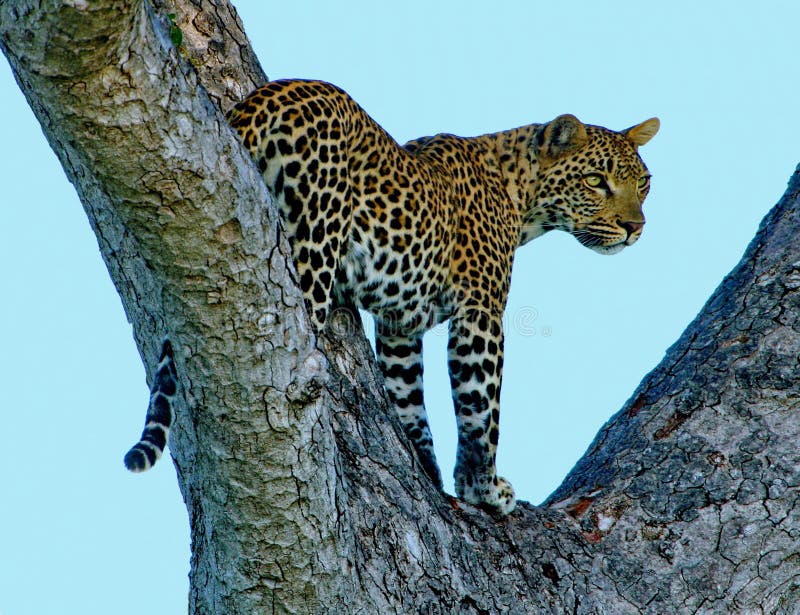 Leopard In Tree, South Africa Stock Photo - Image of panthera, safari ...