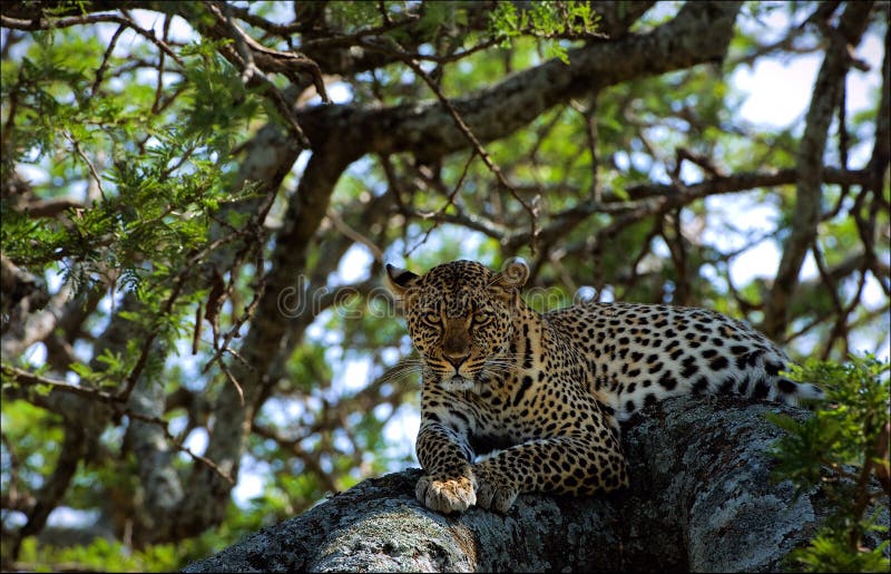 Leopard on a tree. stock photo. Image of branch, mammal - 16145848