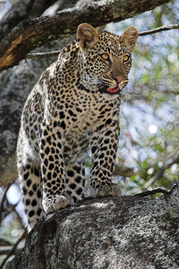 Leopard in Tree stock image. Image of safari, predator - 1962835