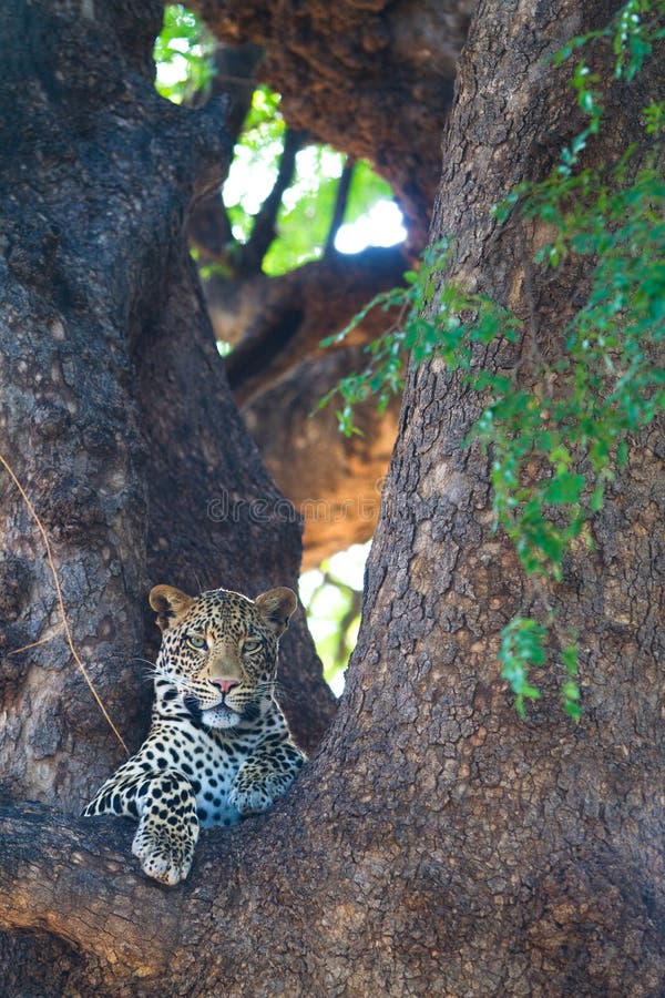 Leopard in tree stock image. Image of lying, botswana - 23147081