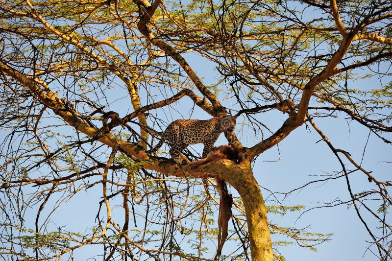 Leopard on Tree stock photo. Image of amur, sabi, feed - 28571286