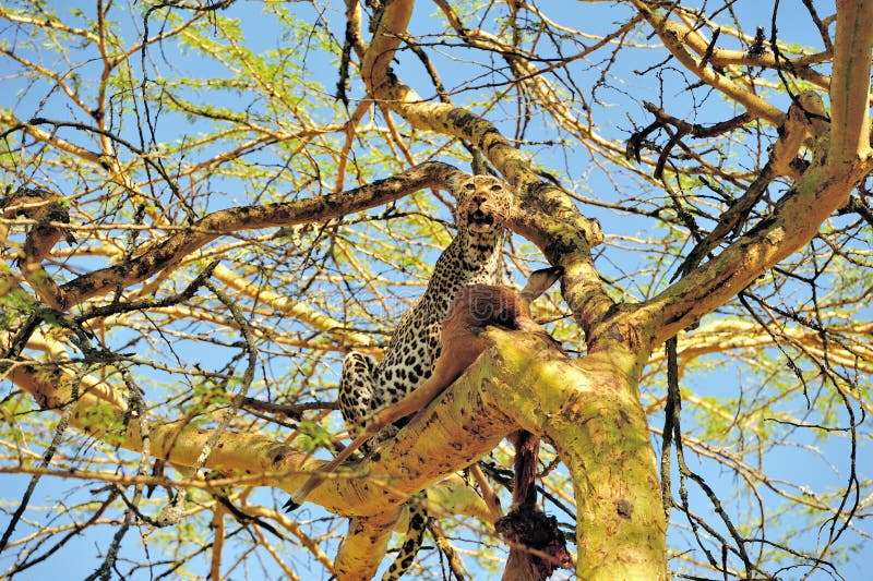 Leopard on Tree stock image. Image of panthera, onca - 28705661