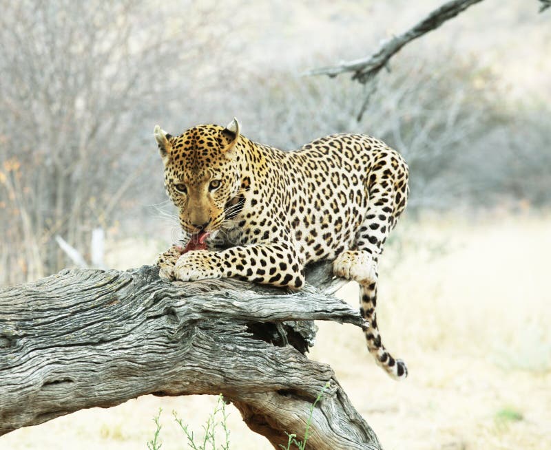 Leopard on the tree stock image. Image of safari, african - 11201151