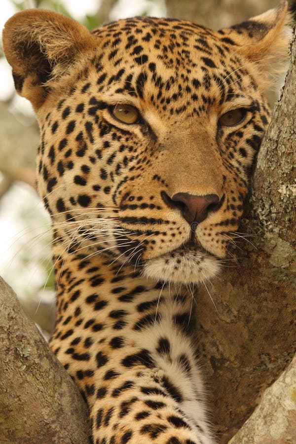 Leopard stock photo. Image of spotted, south, panthera - 2002410