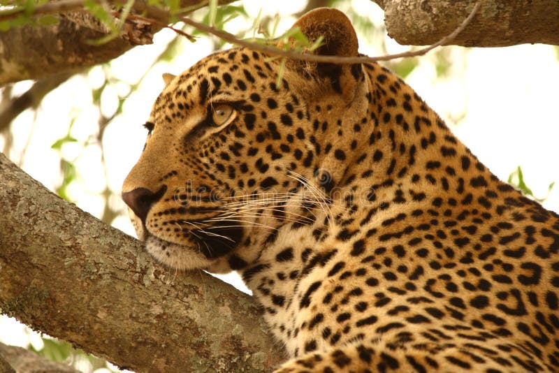 Leopard In A Tree Picture. Image: 5700335
