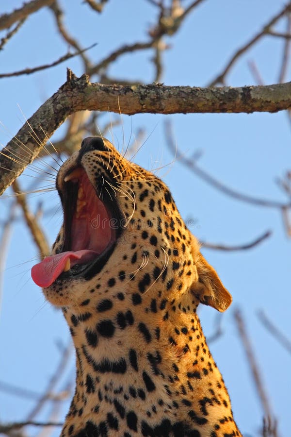Leopard in a tree stock image. Image of wildlife, spotted - 5806081