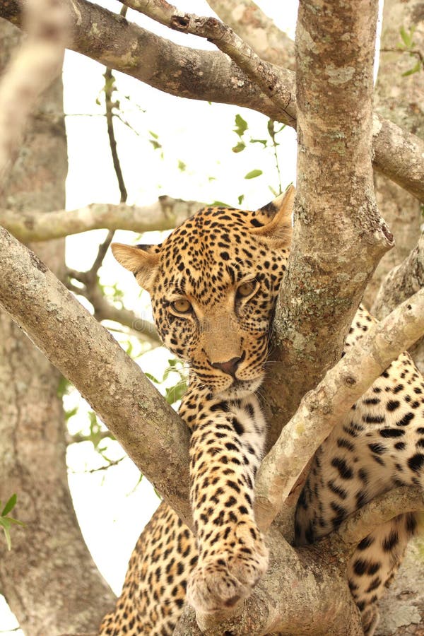 Leopard in a tree stock photo. Image of animal, wildlife - 5807732
