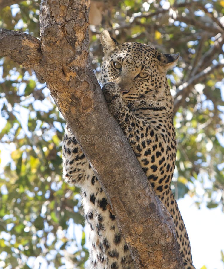 Leopard on tree stock photo. Image of furry, leopard, pardus - 6207712