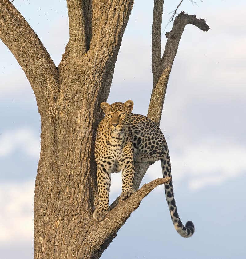 Leopard in a Tree stock photo. Image of resting, masai - 235380412
