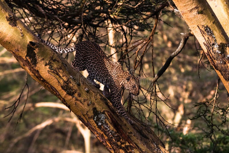 Leopard on a Tree in an Ambush. Fast Attack Stock Image - Image of ...