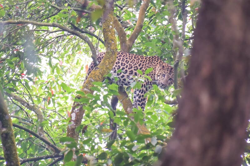 Leopard on the Tree from Assam Duliajan Stock Photo - Image of tree ...