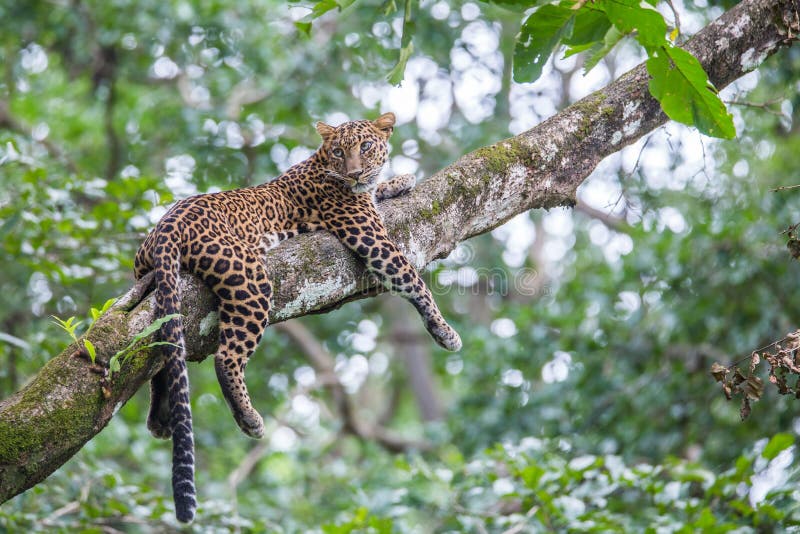 Leopard on a Tree and Looking at Camera Stock Image - Image of asia ...
