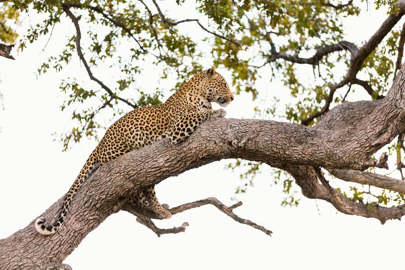 Leopard on a tree stock image. Image of wilderness, leopard - 105180787