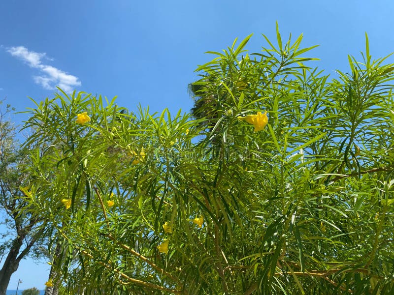 Leopard Tree Bloom Yellow Flower among Green Leaf on Blue Sky ...