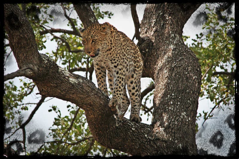 African Leopard Climbing Tree Stock Photo - Image of kruger, five: 23511680