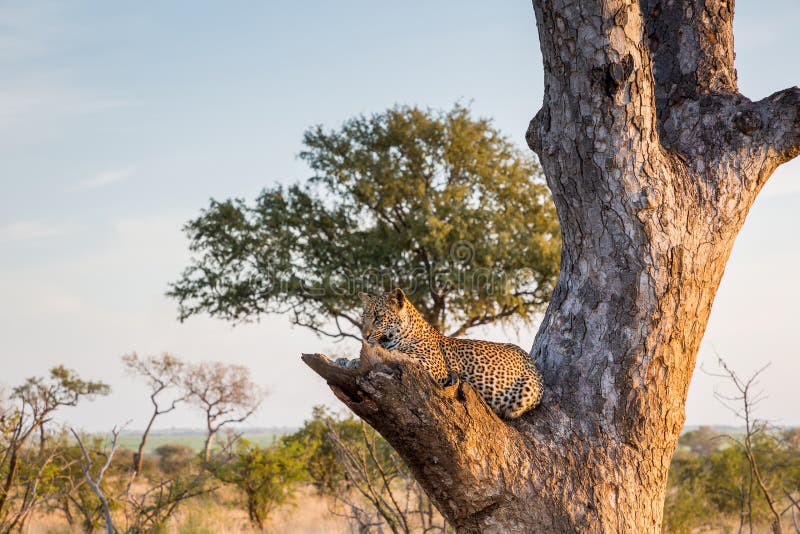 Leopard in a Tree during the Day Stock Image - Image of national, bark ...