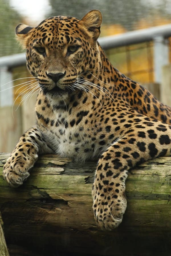 Leopard in a tree stock photo. Image of nose, leopard - 79428118