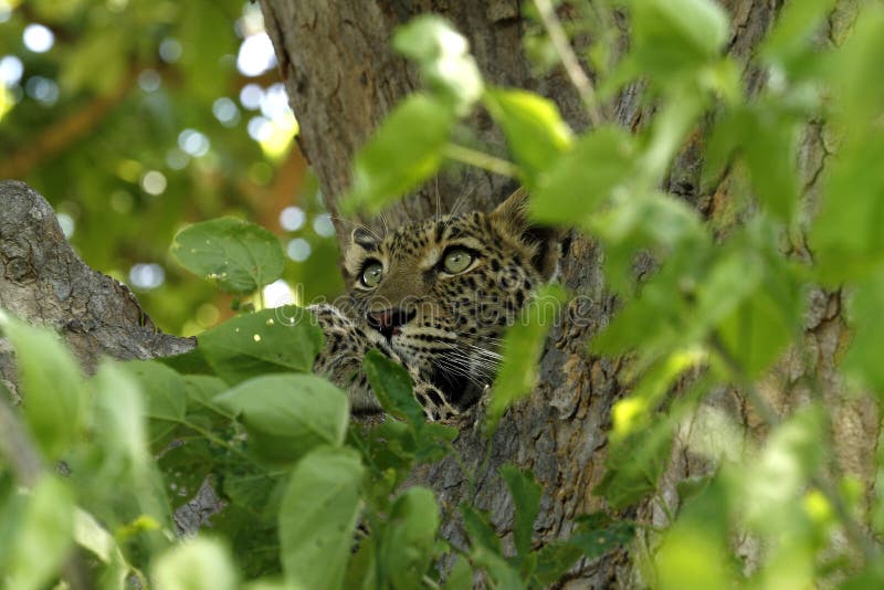 Leopard Tree House stock photo. Image of brian, green - 36473638
