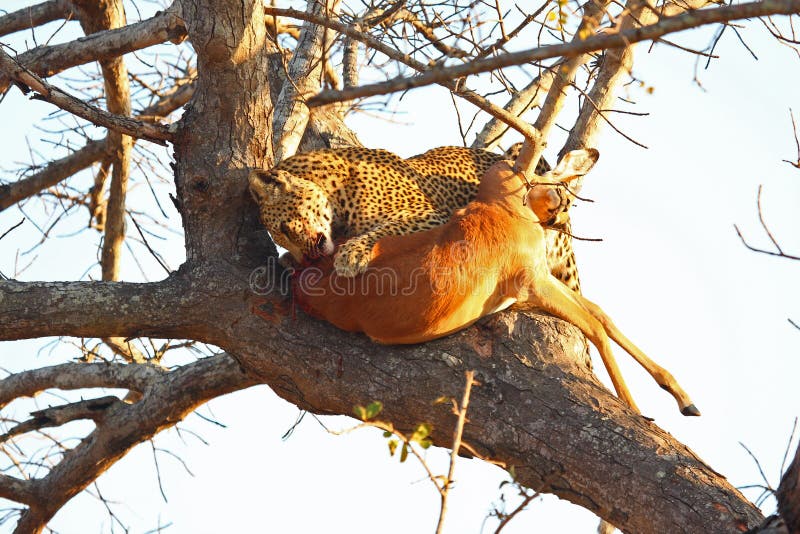 Leopard in a Tree with Kill Stock Photo - Image of dinner, panther: 5759118