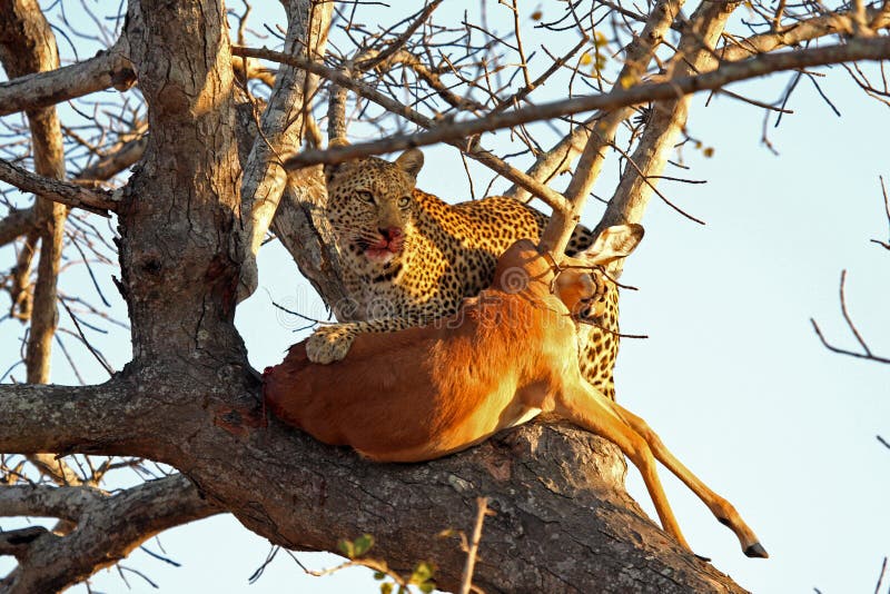 Leopard in a Tree with Kill Stock Image - Image of impala, nature: 5762211