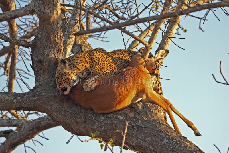 Leopard in a Tree with Kill Stock Image - Image of masai, carnivore ...