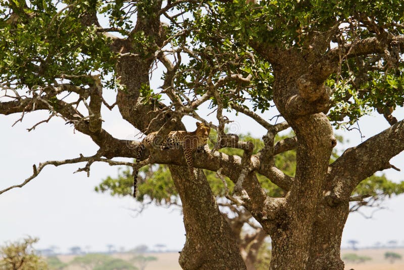 Leopard in tree stock photo. Image of wildlife, game - 30877160